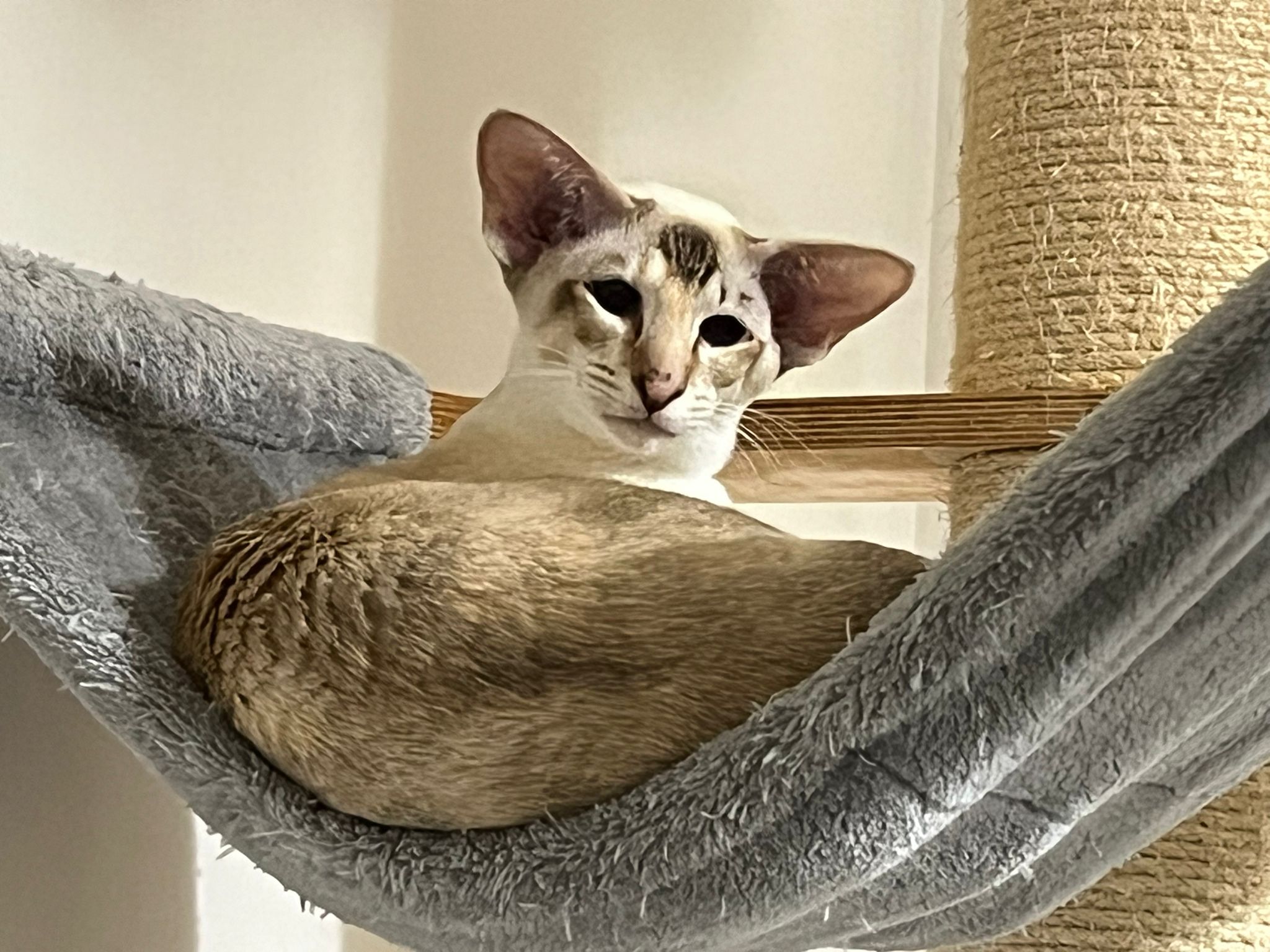Sahafi Siamese Cat Breeding